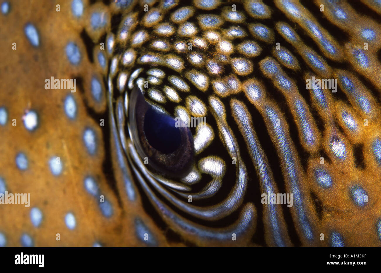 Eye of Pufferfish Stock Photo - Alamy
