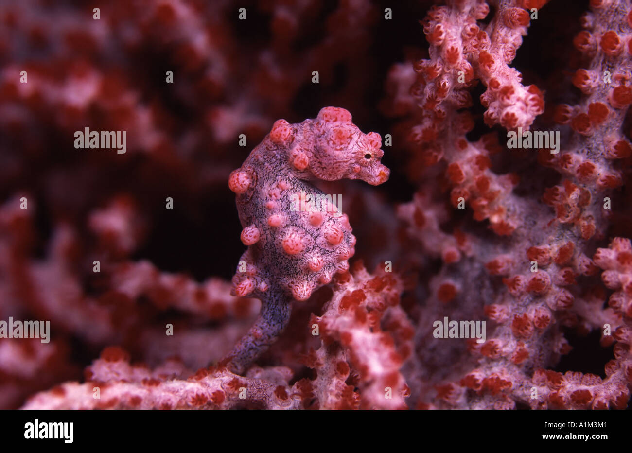 Alien seahorse hi-res stock photography and images - Alamy
