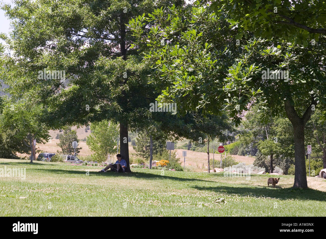 Man sitting under shade tree hi-res stock photography and images - Alamy