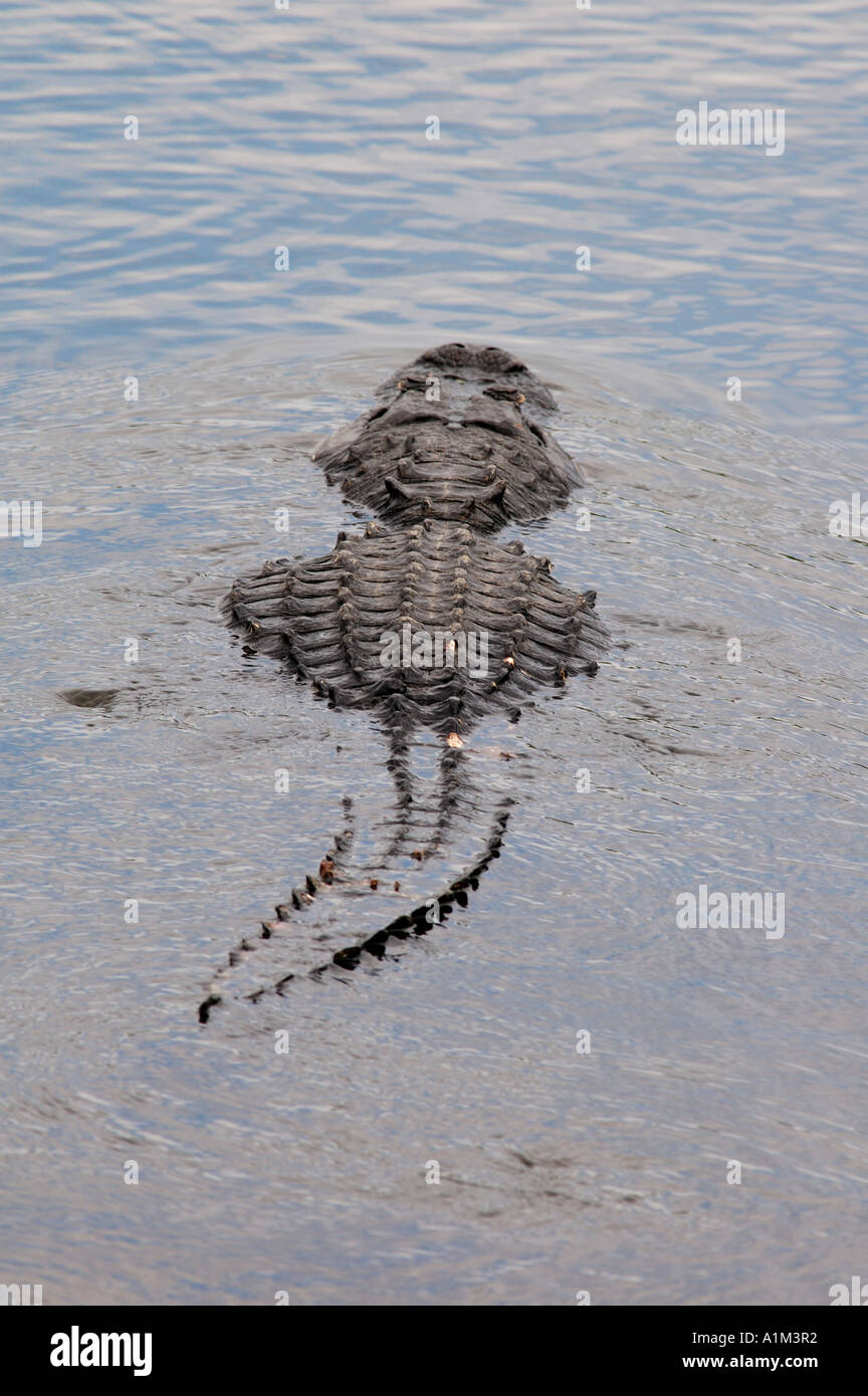 American Alligator Alligator mississippiensis Everglades National Park ...