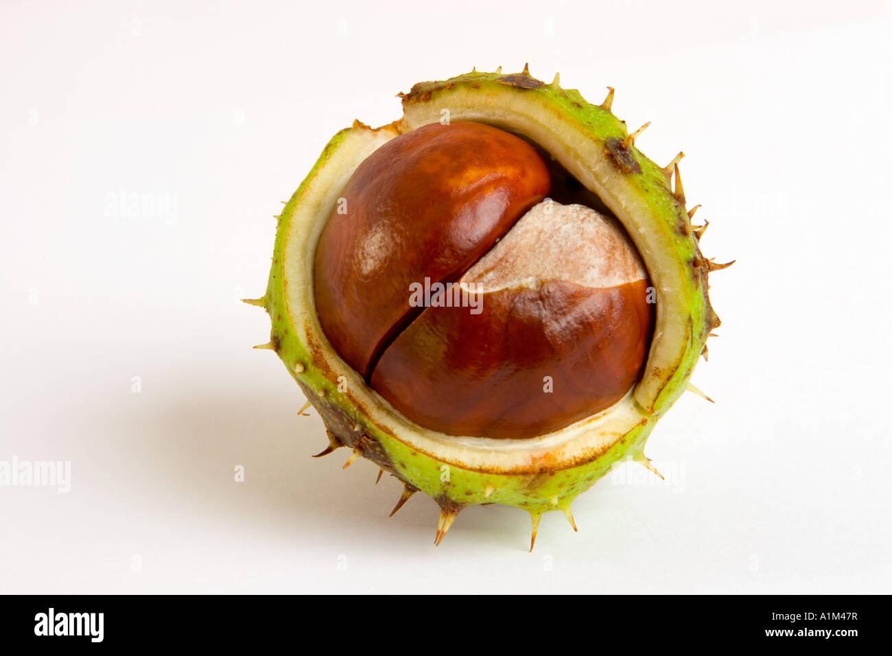 Horse chestnut seed - Conker Stock Photo - Alamy