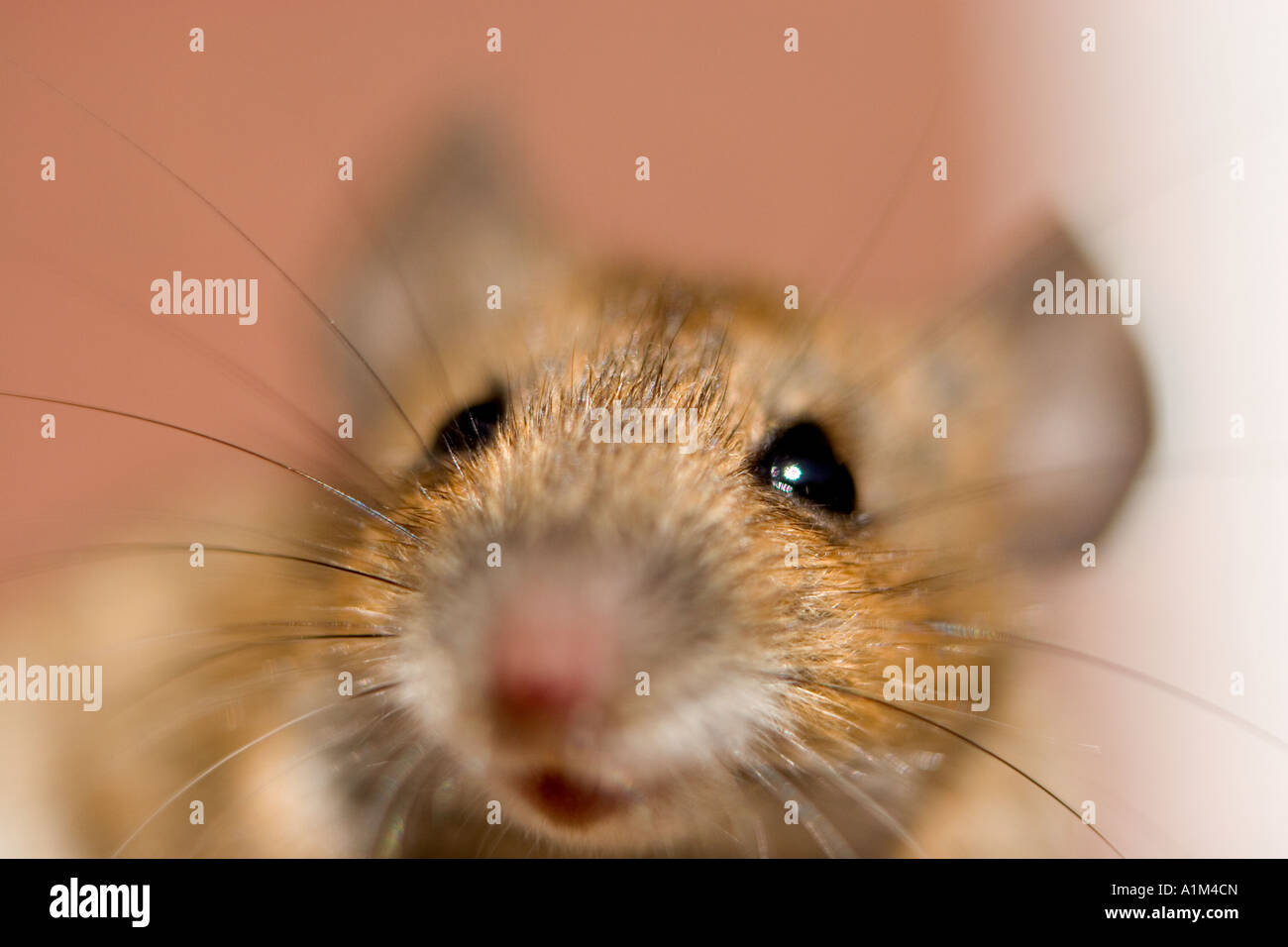 House mouses hi-res stock photography and images - Alamy