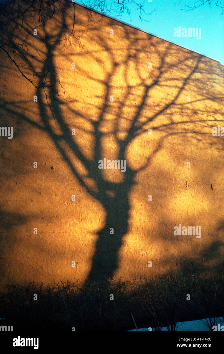 Tree shadow end afternoon hi-res stock photography and images - Alamy