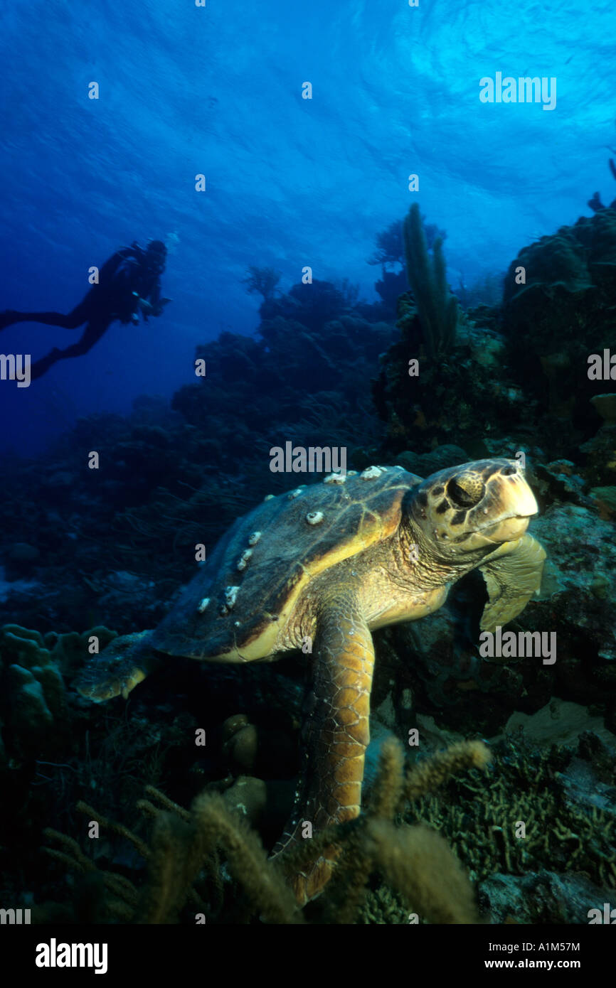 A female loggerhead turtle, Caretta caretta, with a scuba diver on the ...