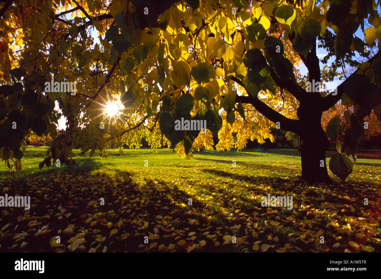 Single tree casting long shadows Stock Photo - Alamy