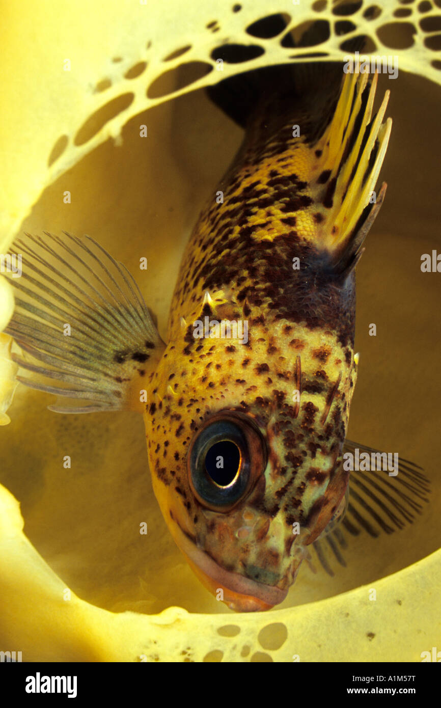 Quillback rockfish, Sebastes maliger, in a cloud sponge Aphrocallistes ...