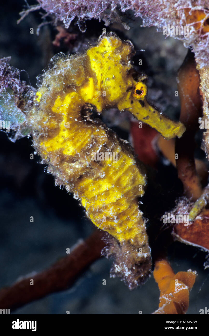 Longsnout Seahorse, Hippocampus reidi, Roatan, Bay Islands, Honduras ...