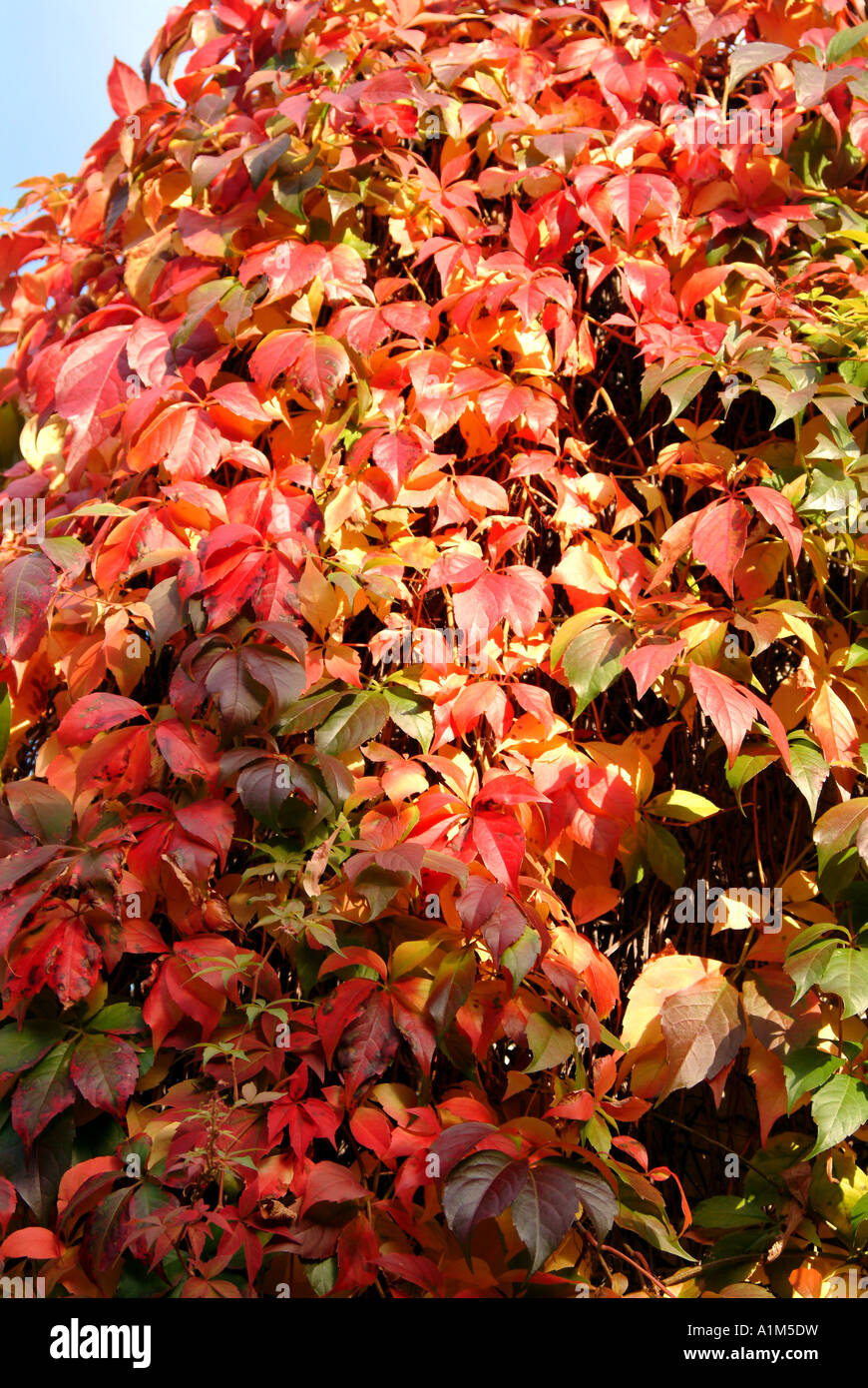 Autumn colour Ivy Stock Photo - Alamy
