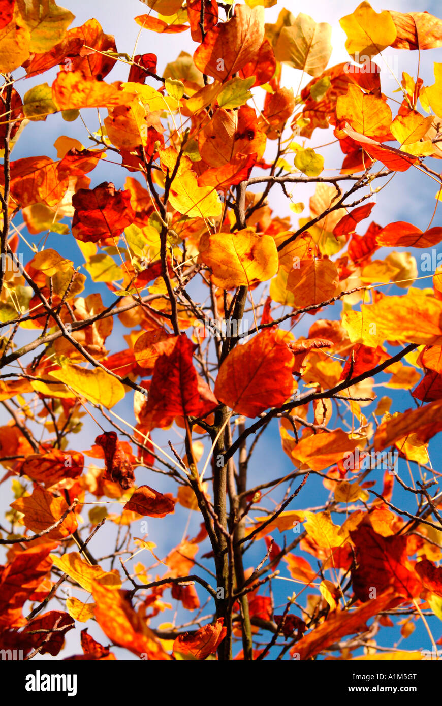Autumn leaves on Hampstead Heath Stock Photo - Alamy