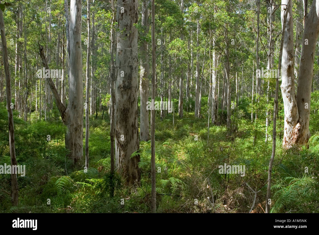 Karri tall trees in the Valley of the Giants, Western Australia ...