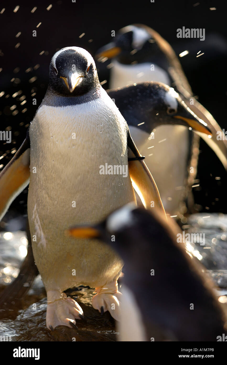 At paignton zoo hi-res stock photography and images - Alamy