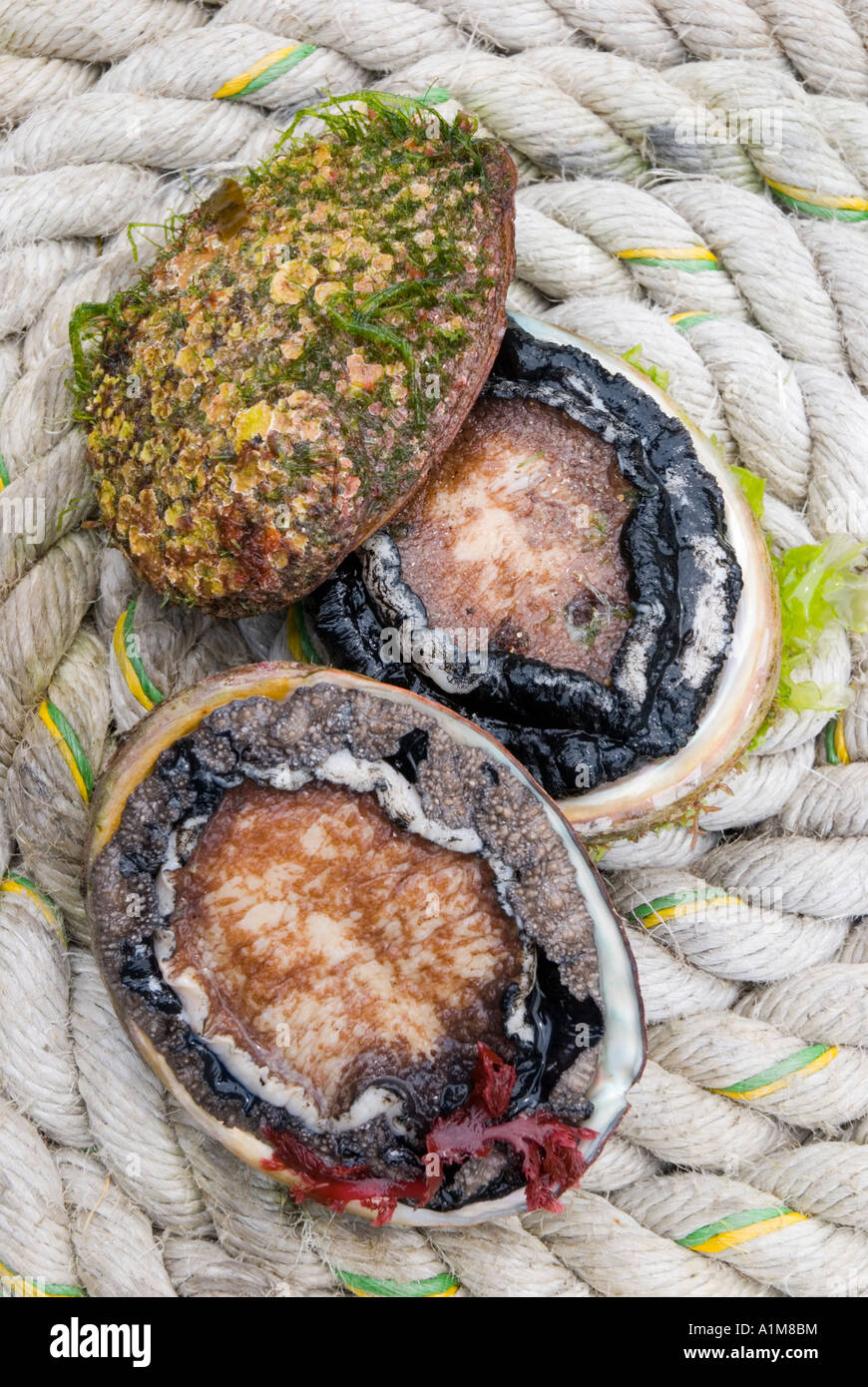 Black lipped abalone hi-res stock photography and images - Alamy