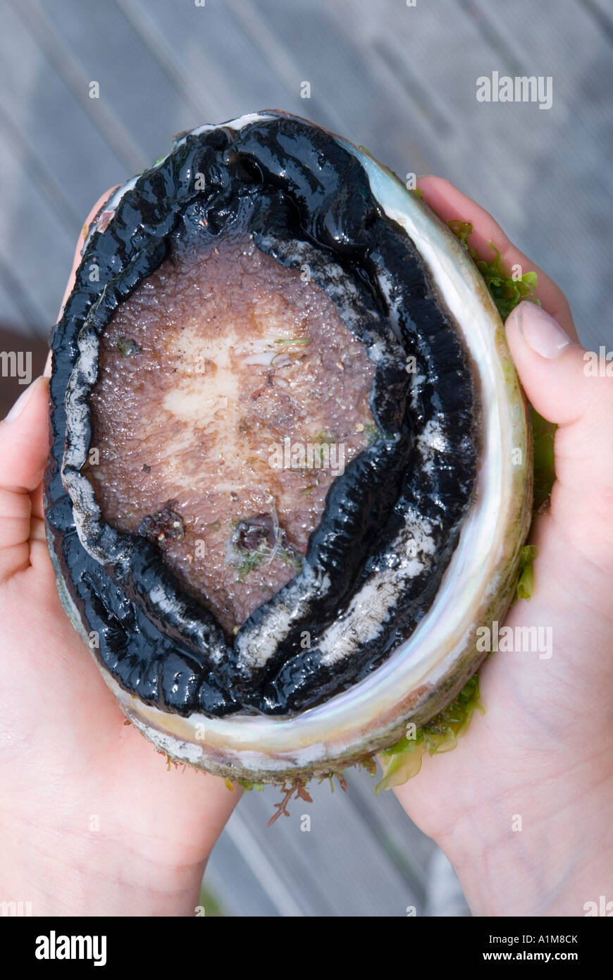 Black lipped abalone hi-res stock photography and images - Alamy