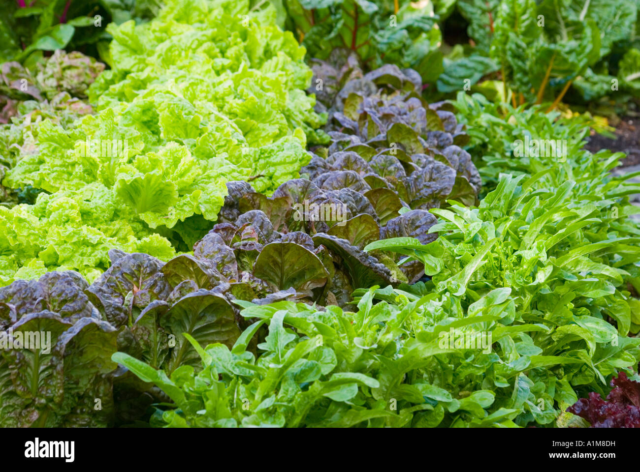 Contrasting colours of lettuce used as a decorative garden border Stock ...