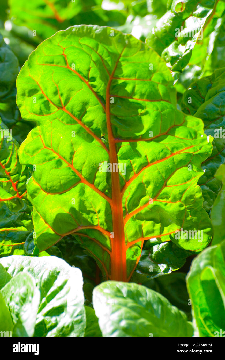 Red stemmed silver beet Stock Photo - Alamy