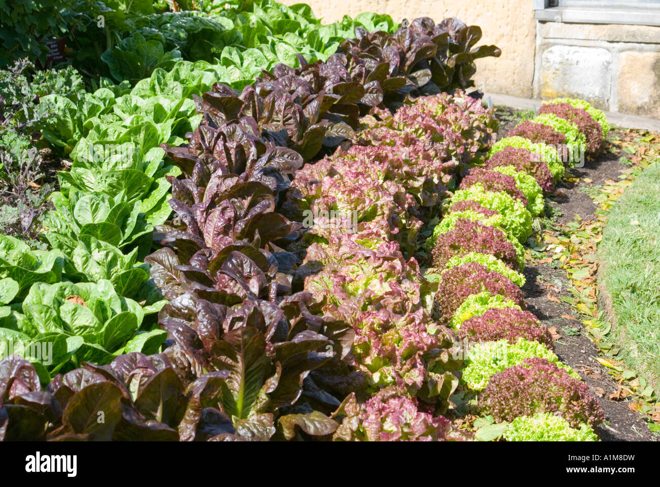 Contrasting colours of lettuce used as a decorative garden border Stock ...