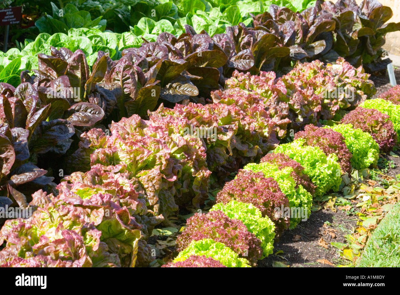 Contrasting colours of lettuce used as a decorative garden border Stock ...
