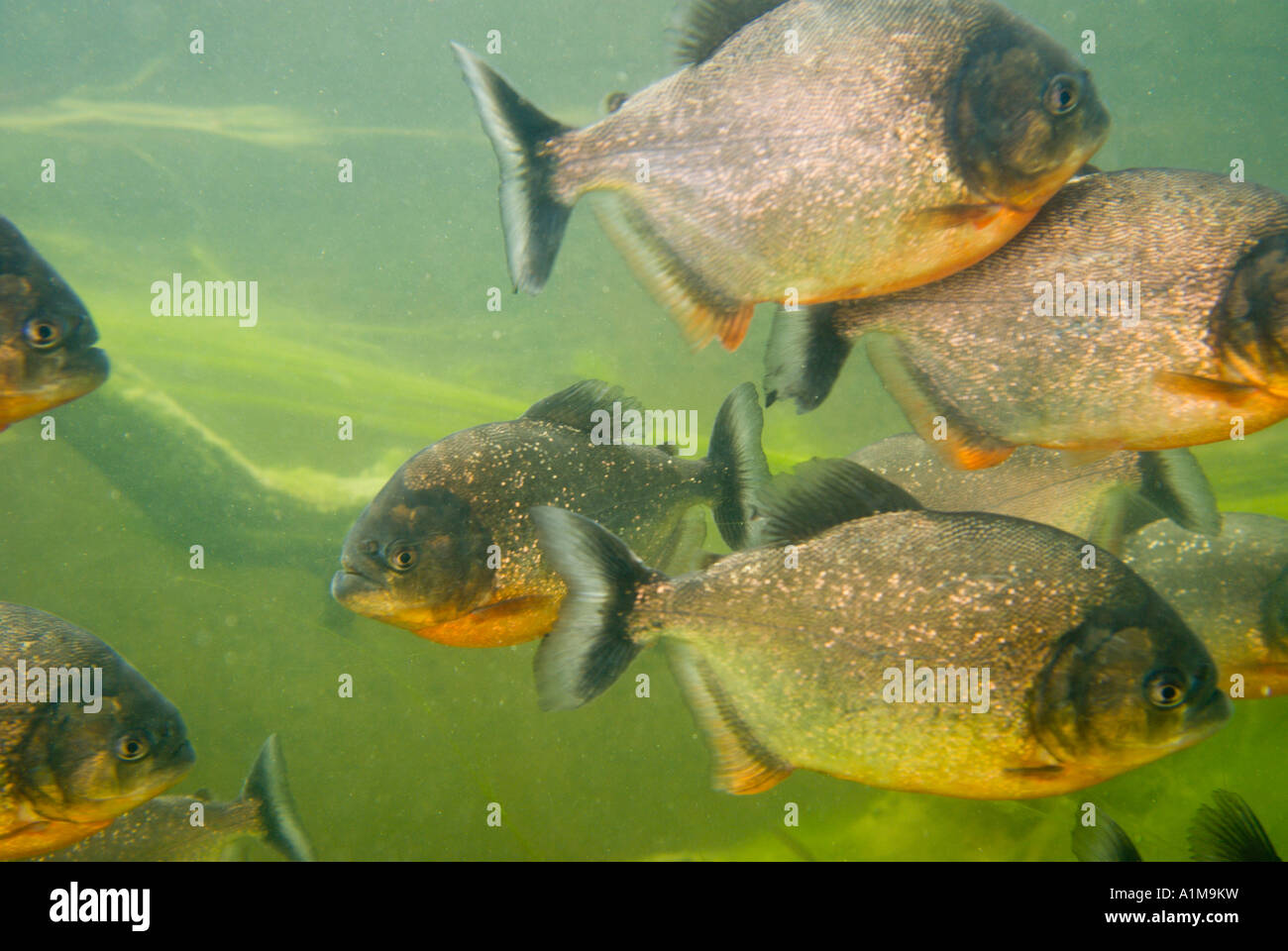 Barbados Ocean World walk through aquarium exhibit piranha tank Stock ...