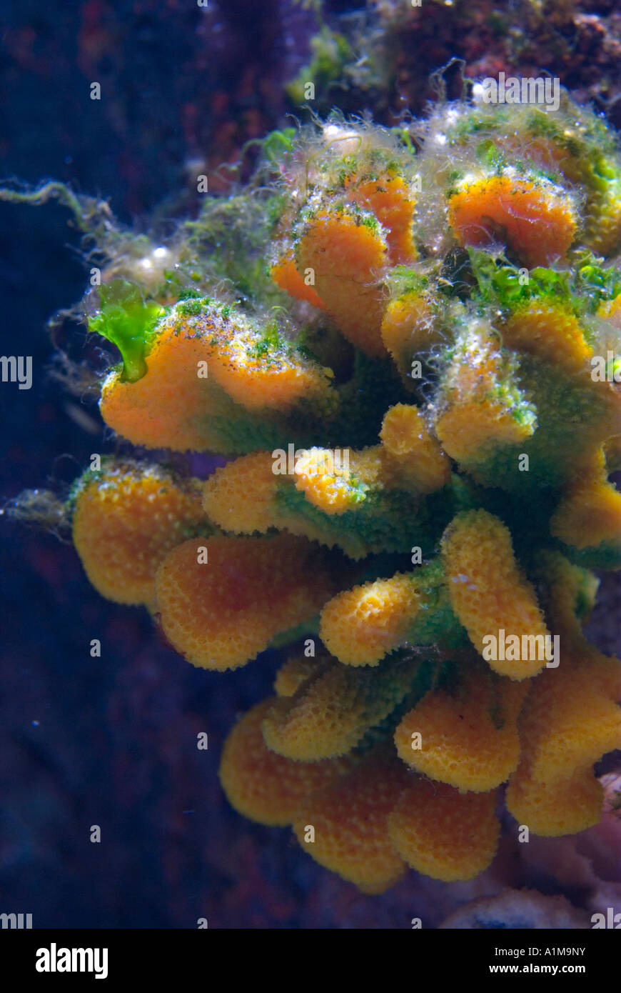 Barbados Ocean World walk through aquarium exhibit sponge with algae ...
