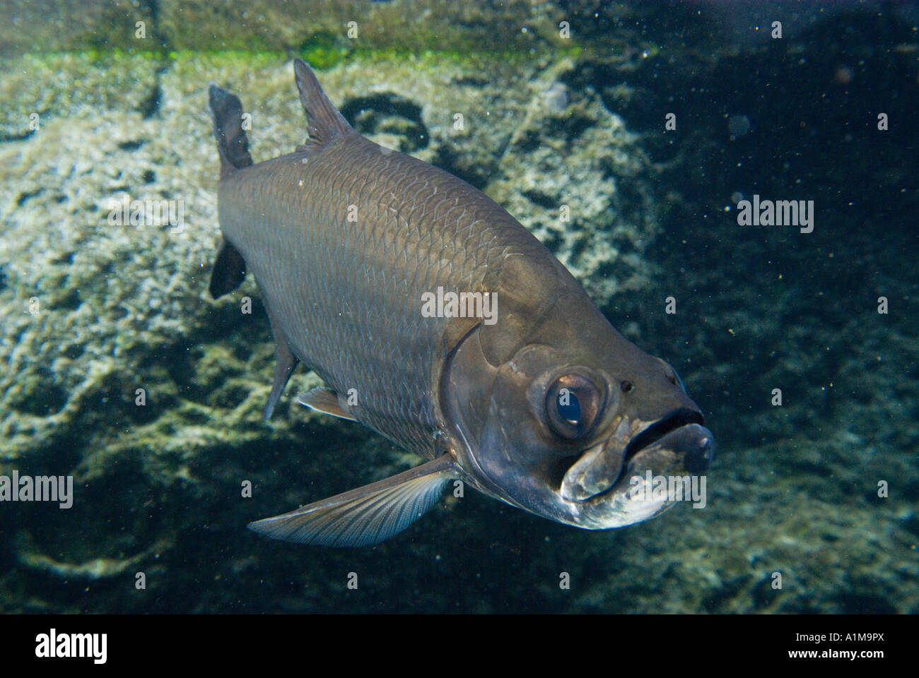 Barbados Ocean World walk through aquarium exhibit Tarpon or horsehead ...