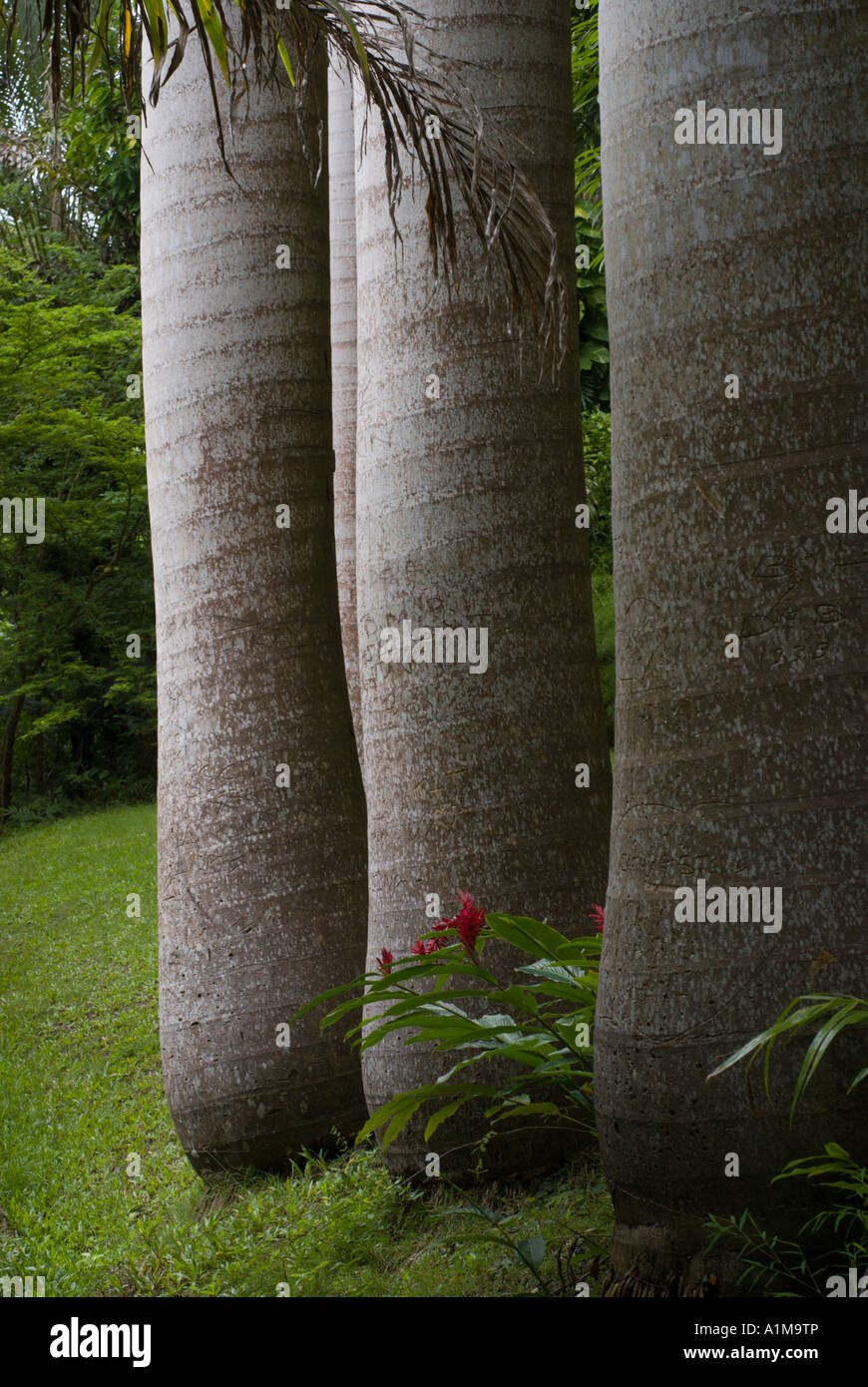 Cabbage palm barbados hi-res stock photography and images - Alamy