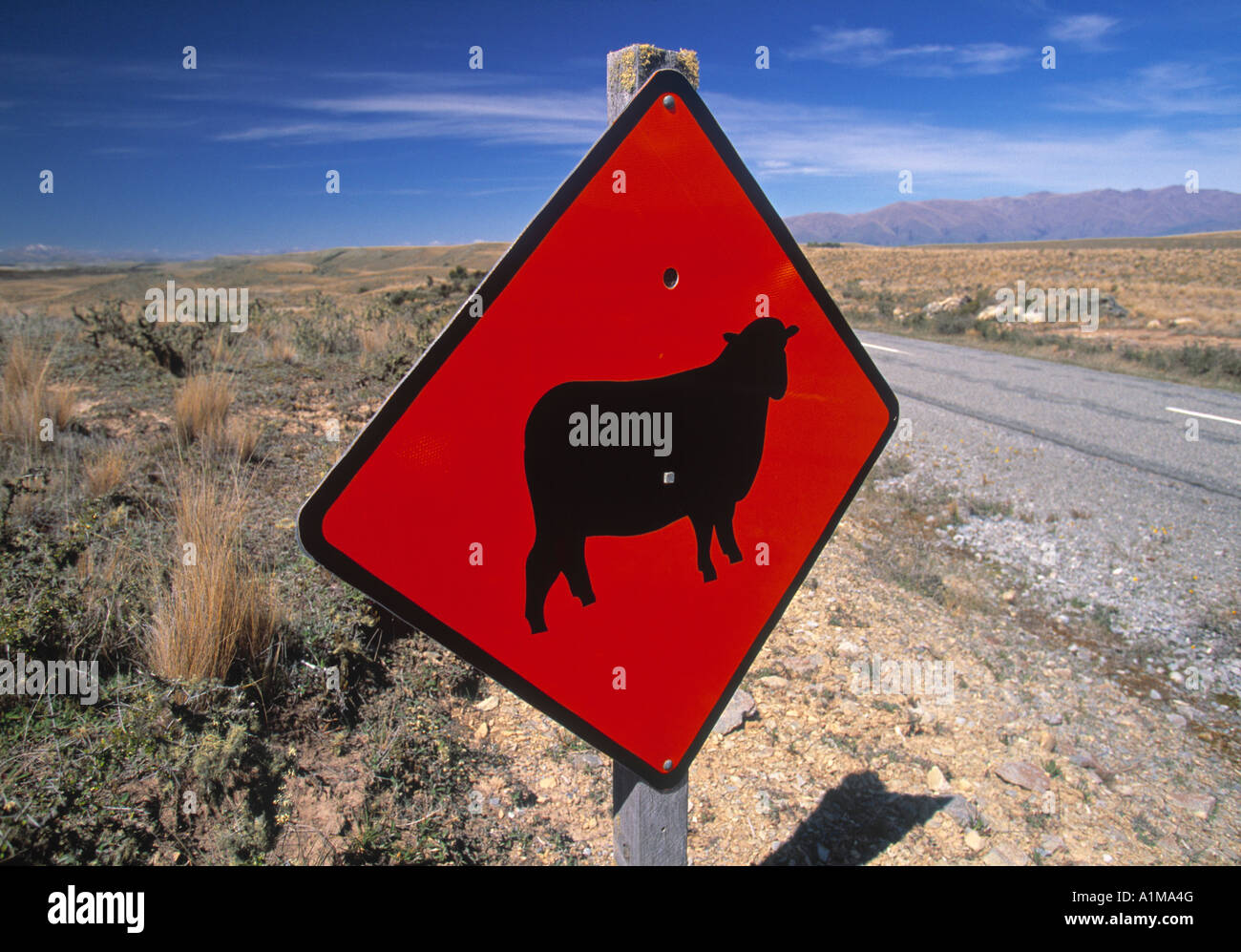 Sheep warning sign, South Island, New Zealand Stock Photo - Alamy