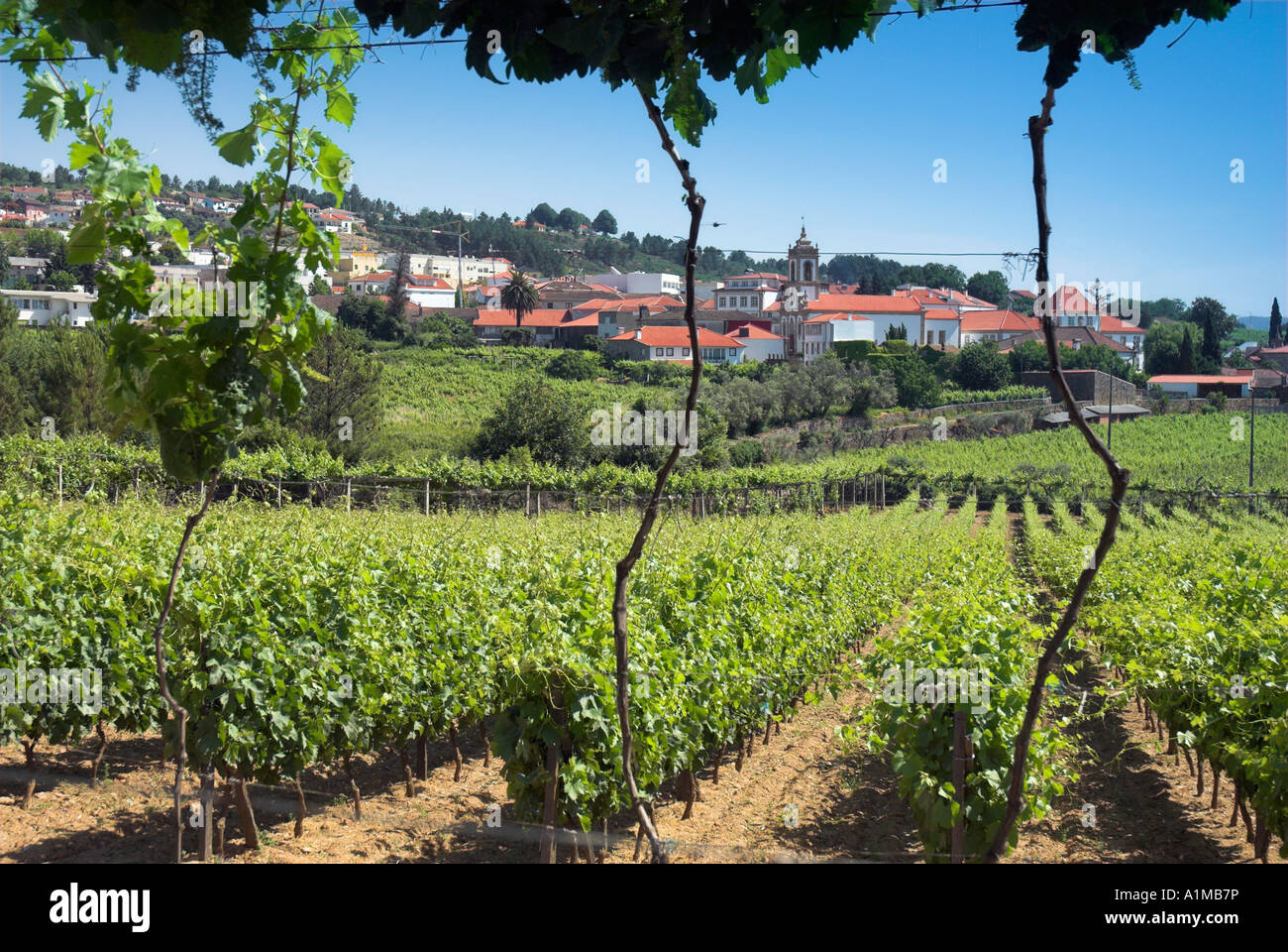 Vineyards near sabrosa douro region hi-res stock photography and images ...