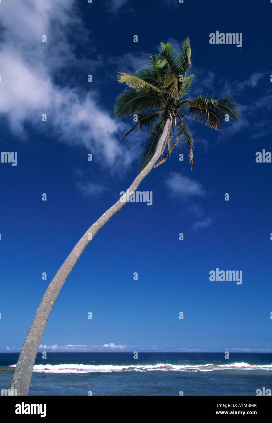 Palm tree, Finehika beach, Tongatapu Island, Tonga Stock Photo - Alamy