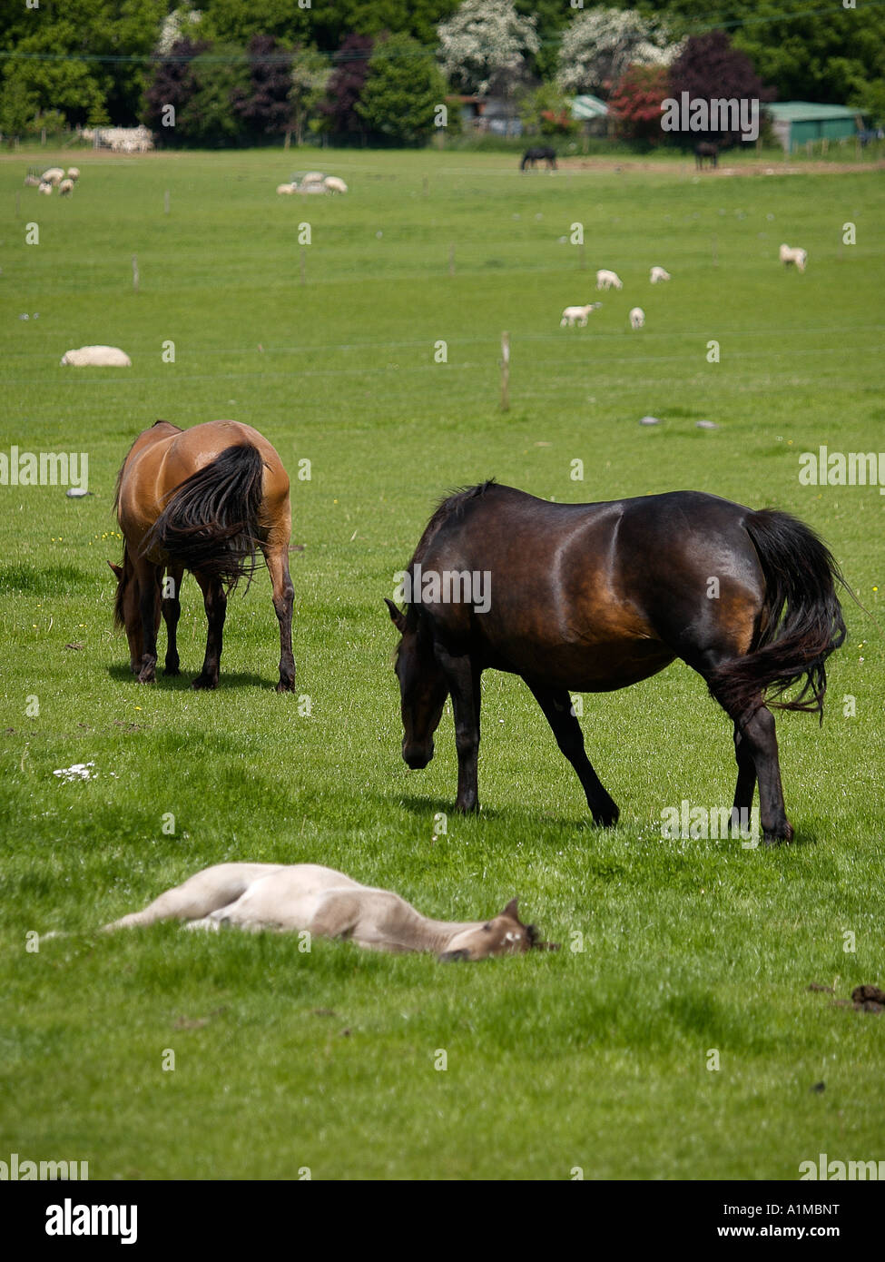 Three horses in field Stock Photo - Alamy