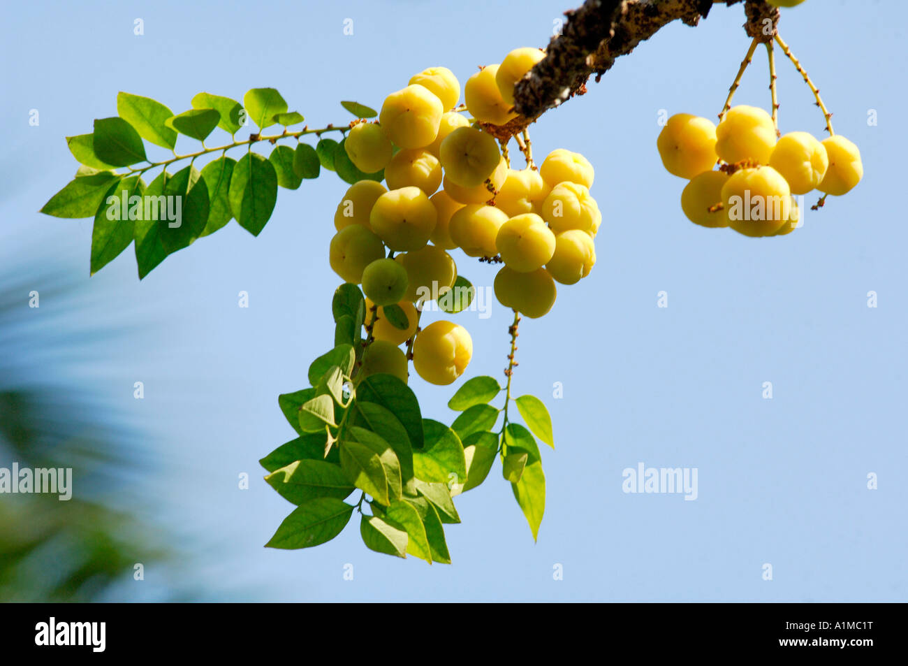 Amla tree, phyllanthus emblica, emblic, emblic myrobalan, myrobalan ...