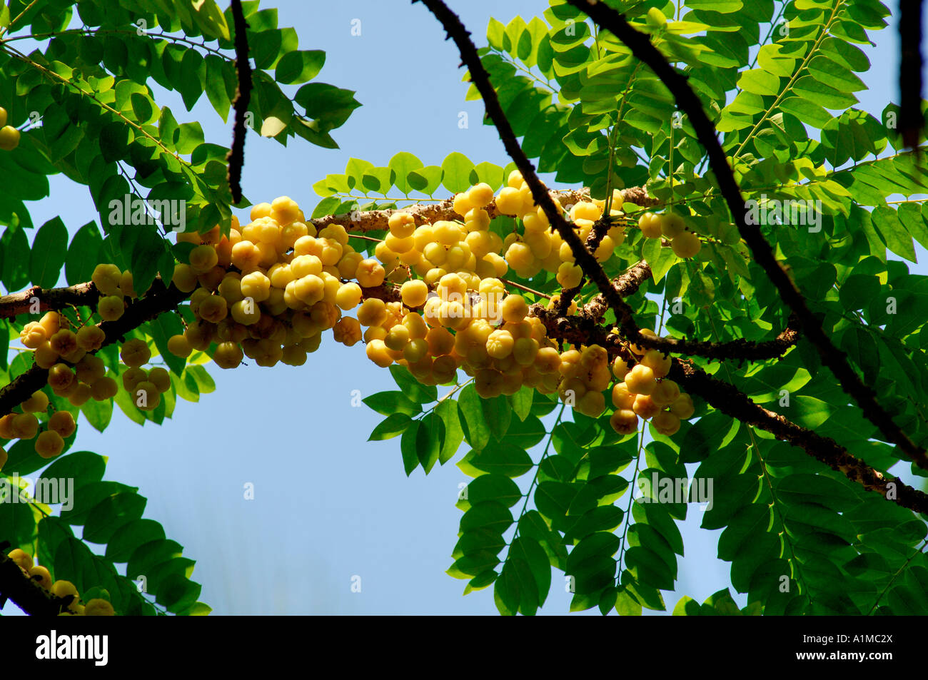 Amla tree, phyllanthus emblica, emblic, emblic myrobalan, myrobalan ...