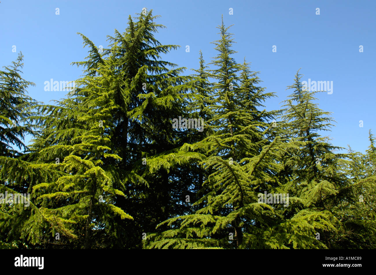 Trees cedar tree hi-res stock photography and images - Alamy