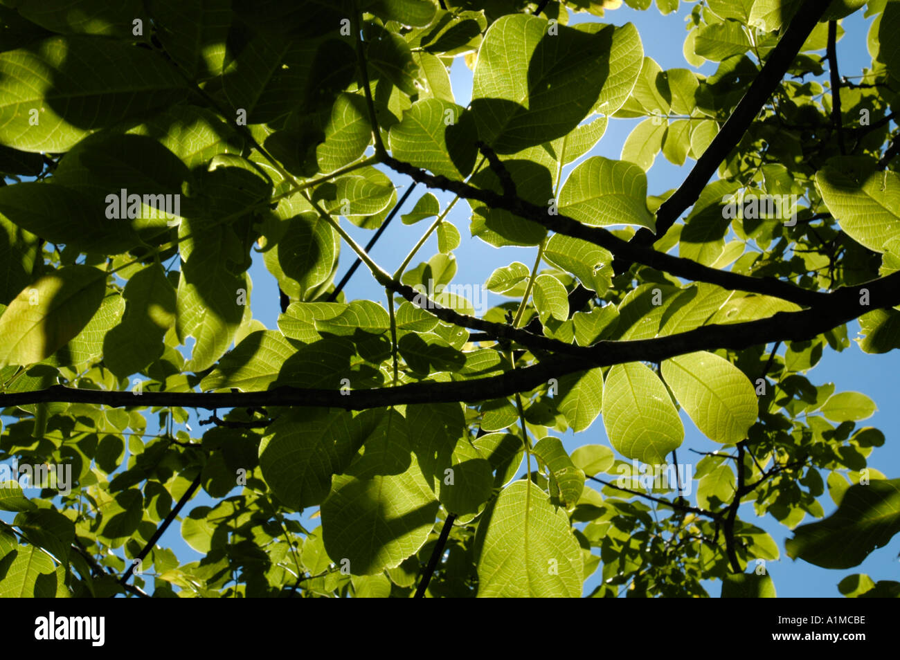 walnut tree (juglans regia Stock Photo - Alamy