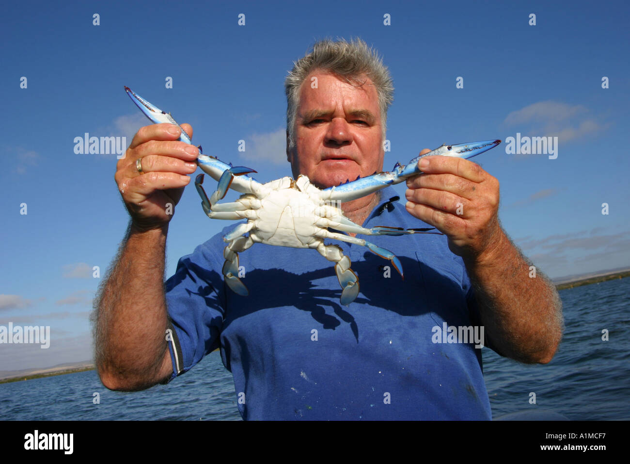 blue swimmer crabs Austalia Stock Photo - Alamy