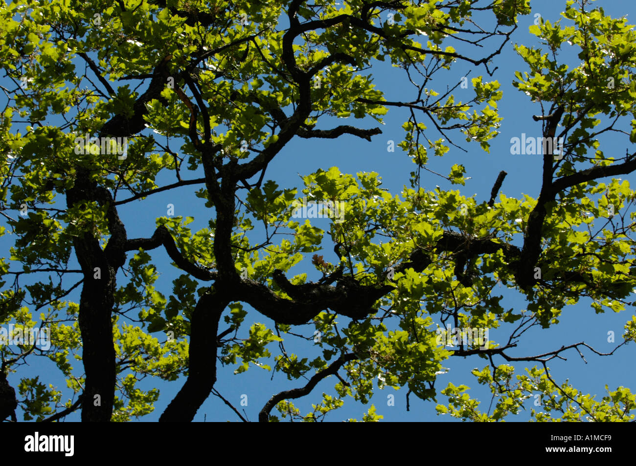 branches of an oak tree Stock Photo - Alamy