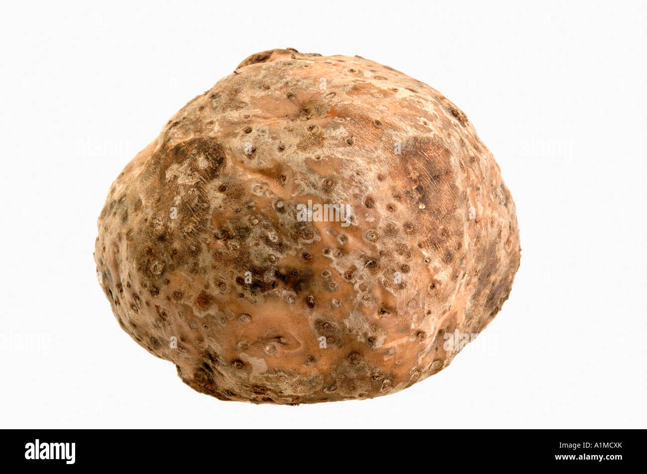 Elephant Foot Yam High Resolution Stock Photography and Images - Alamy