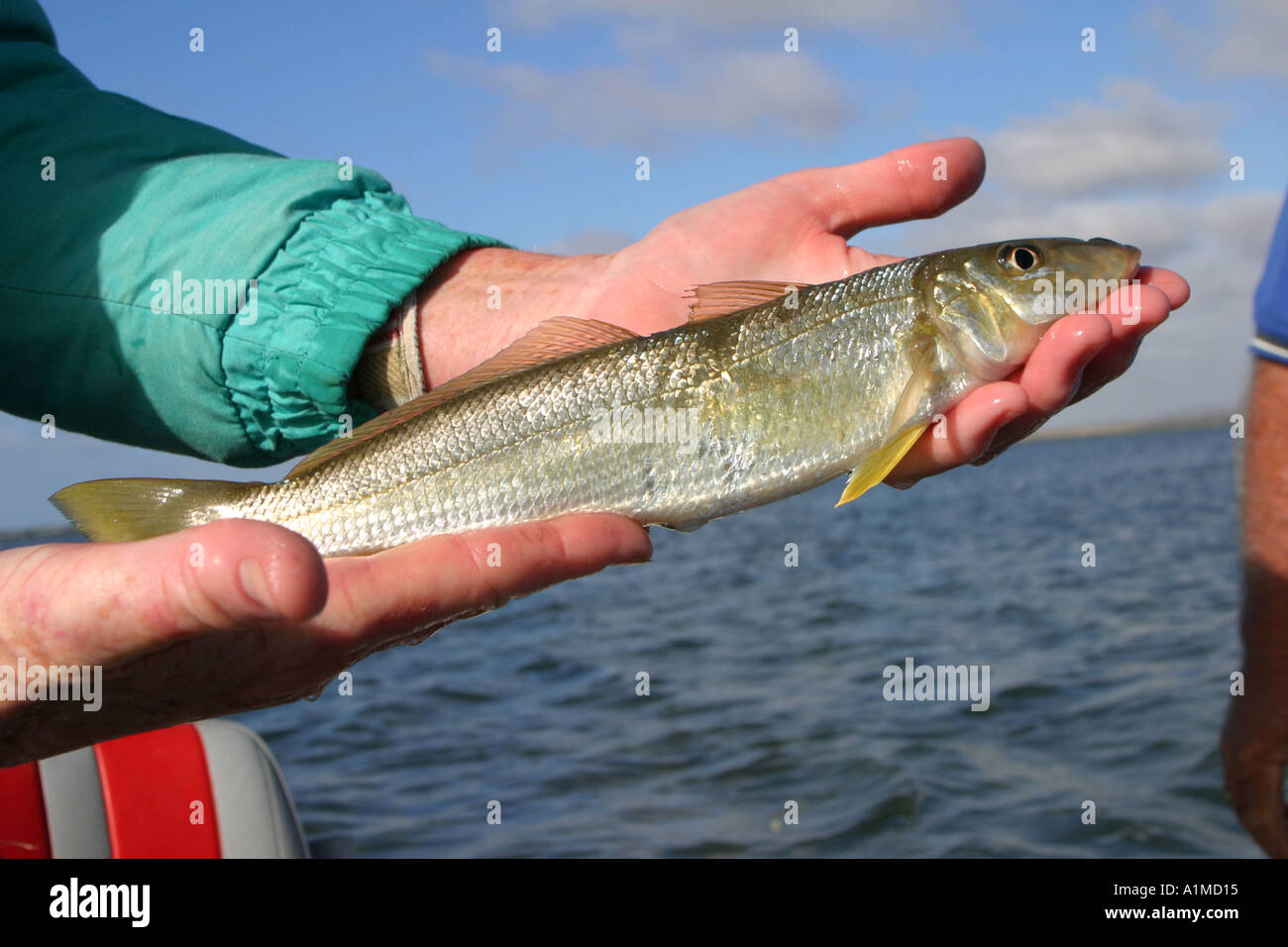 Silver whiting Australia Stock Photo - Alamy