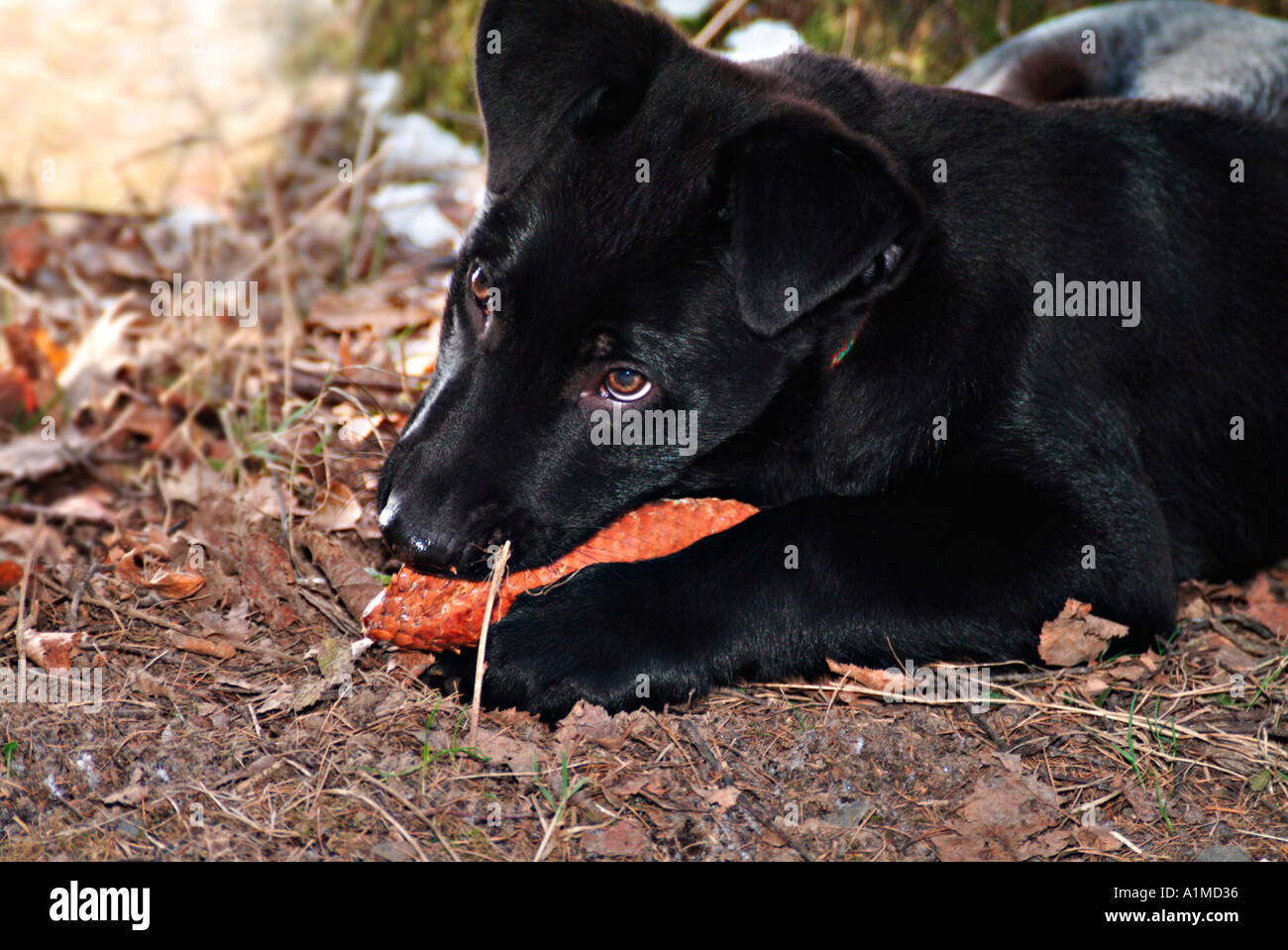 black puppy lying on autumn leaves biting a fircone PR Stock Photo - Alamy
