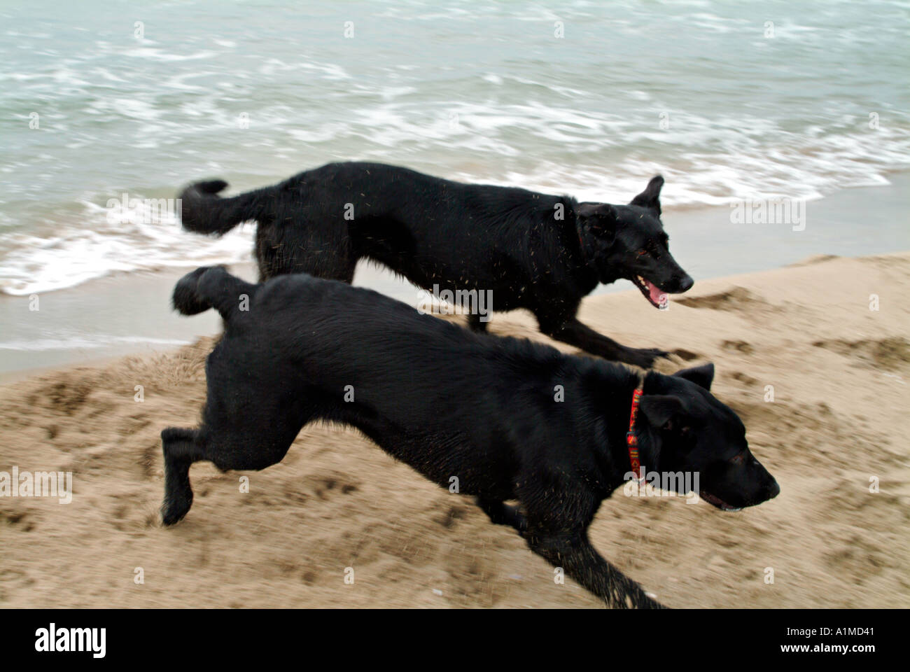 Black dogs hi-res stock photography and images - Alamy