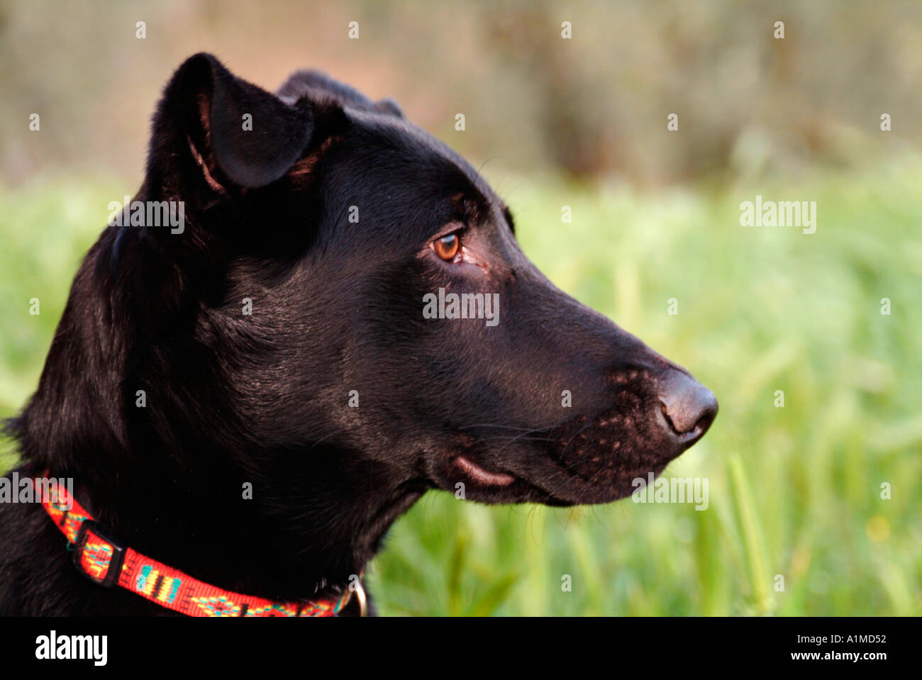 Profile of a dog hi-res stock photography and images - Alamy
