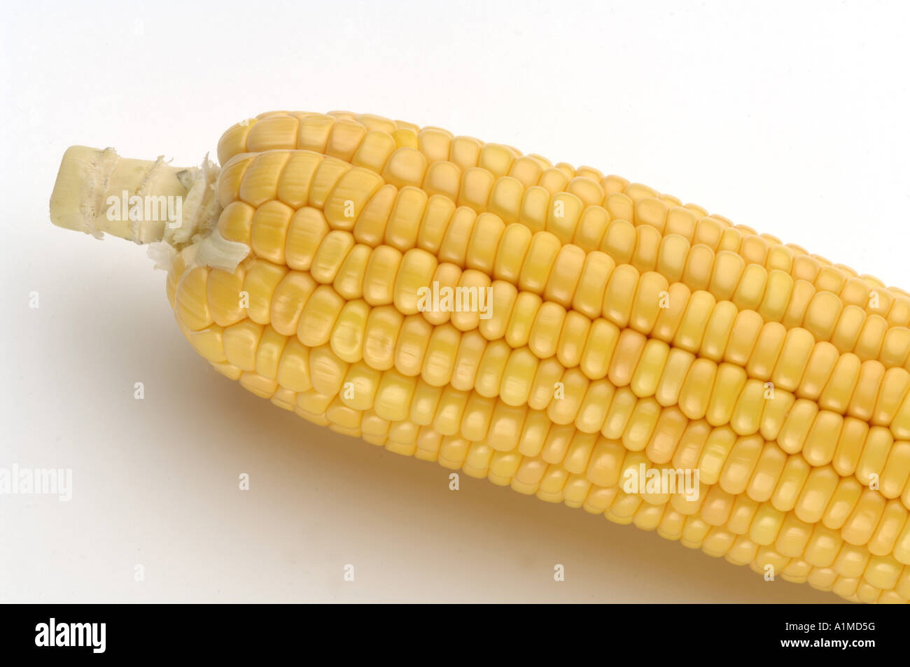 HMA210138 Grain One Corn Maize with white background Stock Photo - Alamy