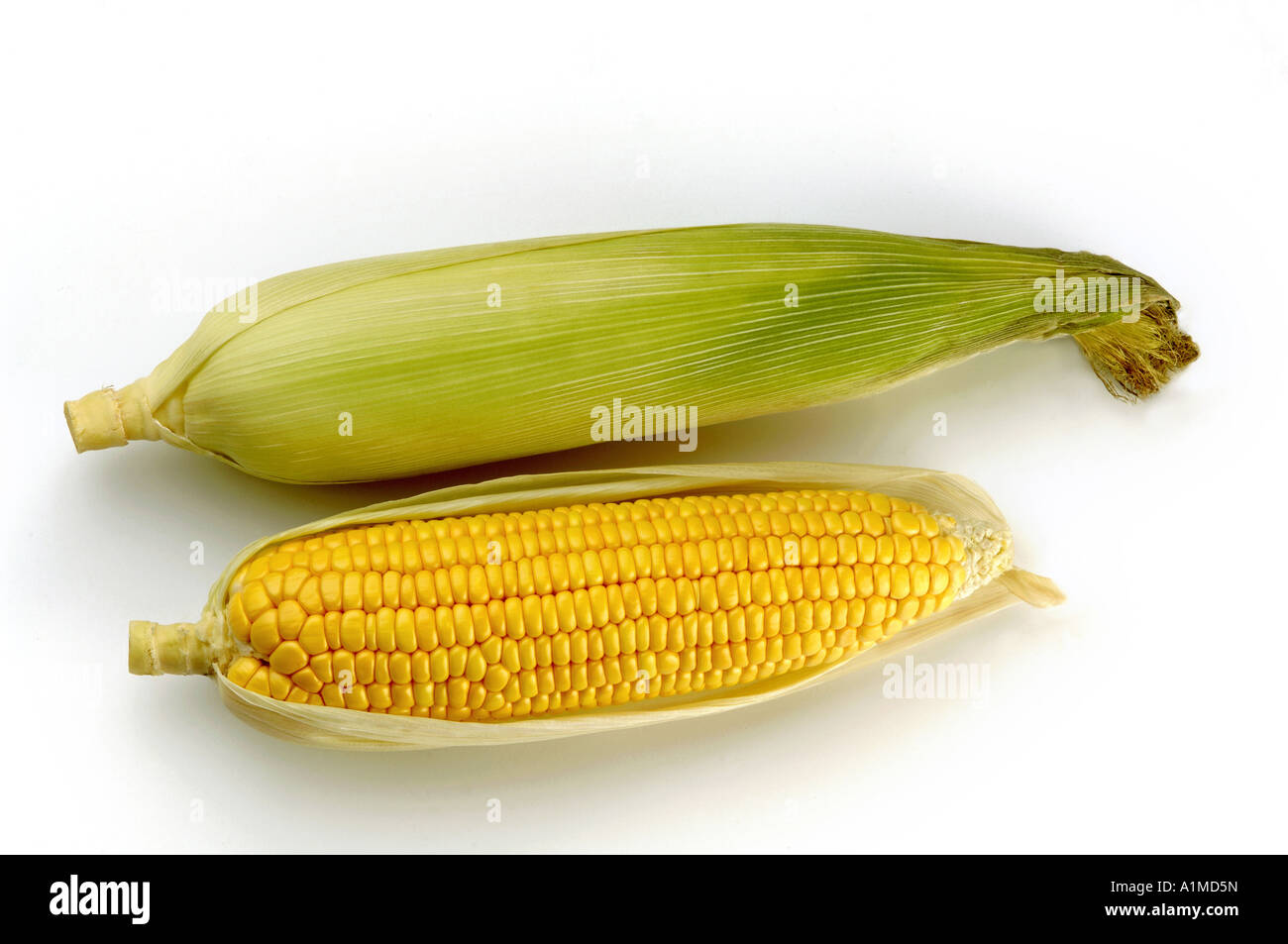 Grain One open corn and one close corn with white background Stock ...