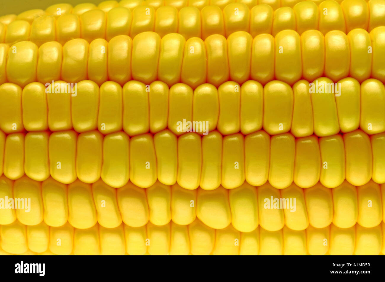 Maize or corn Stock Photo - Alamy