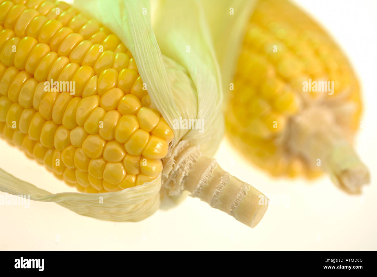 HMA210143 Grain Two Corn Maize with white background Stock Photo - Alamy