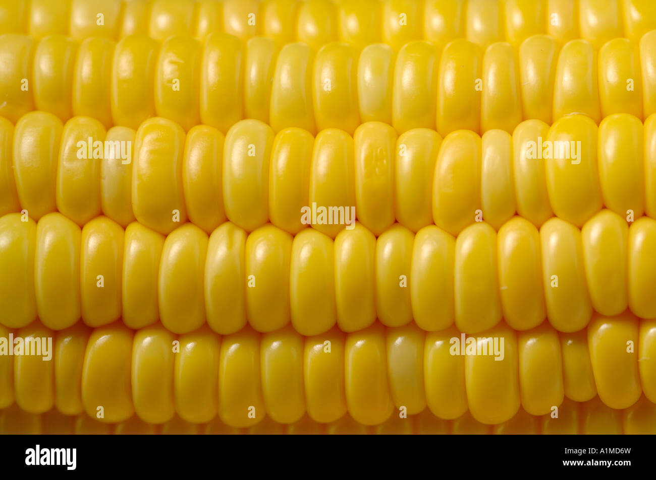 Maize or corn Stock Photo - Alamy