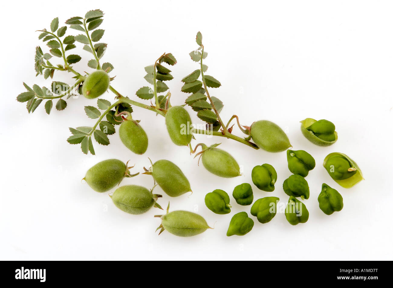 Green Grams with white background Stock Photo - Alamy