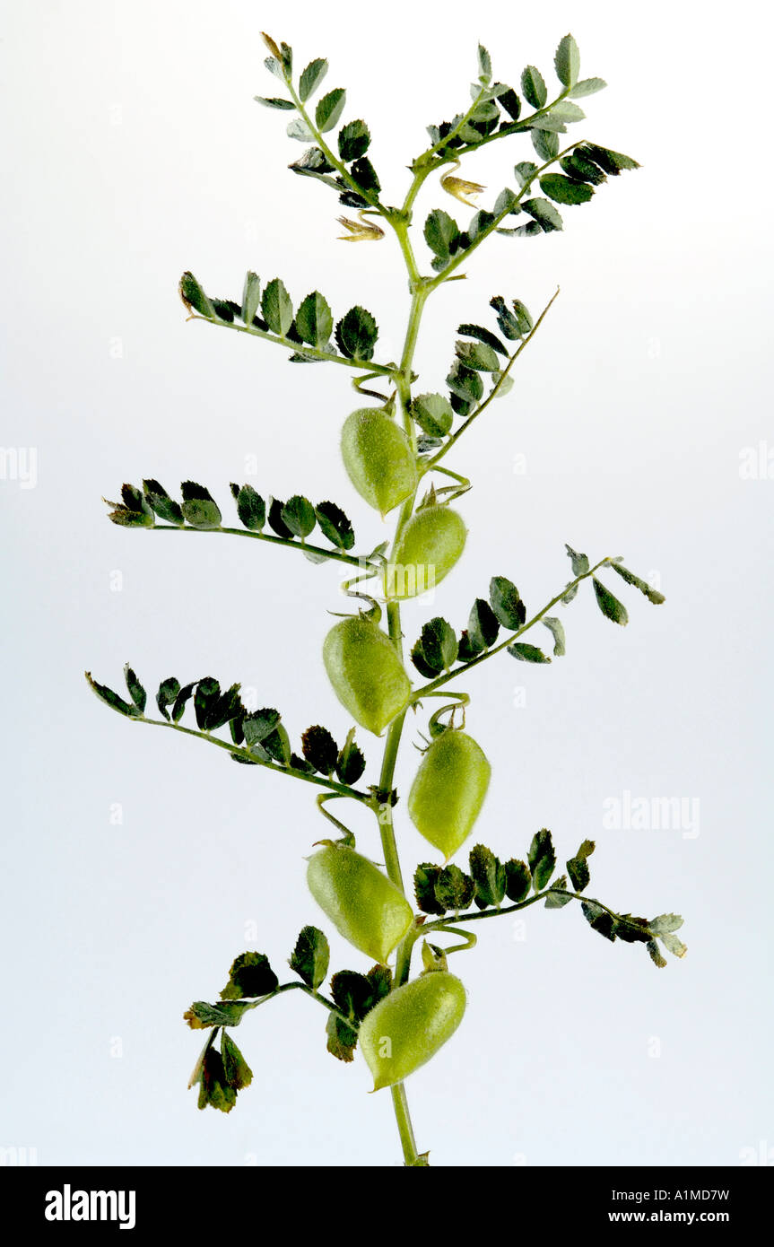 Green Grams with white background Stock Photo - Alamy