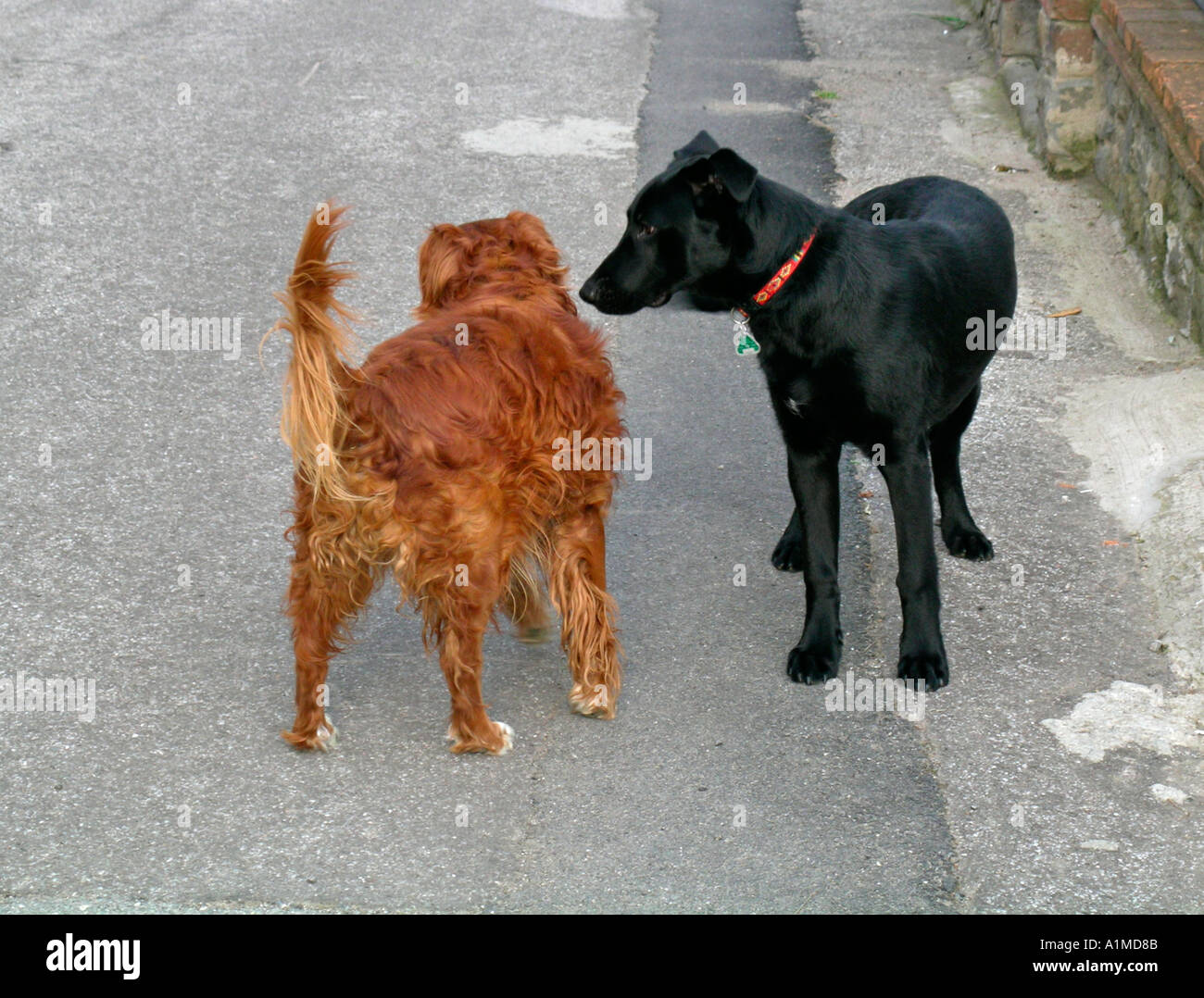Two dogs meeting hi-res stock photography and images - Alamy