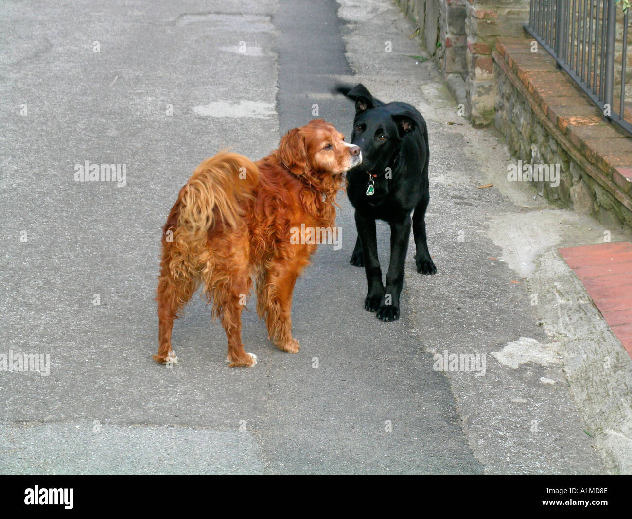 Two dogs meeting hi-res stock photography and images - Alamy