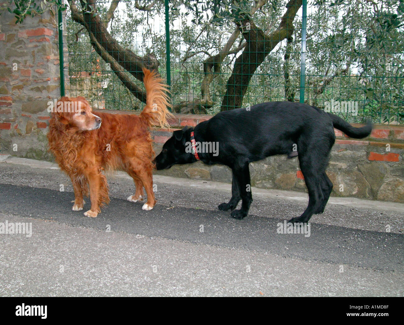 Two dogs meeting hi-res stock photography and images - Alamy